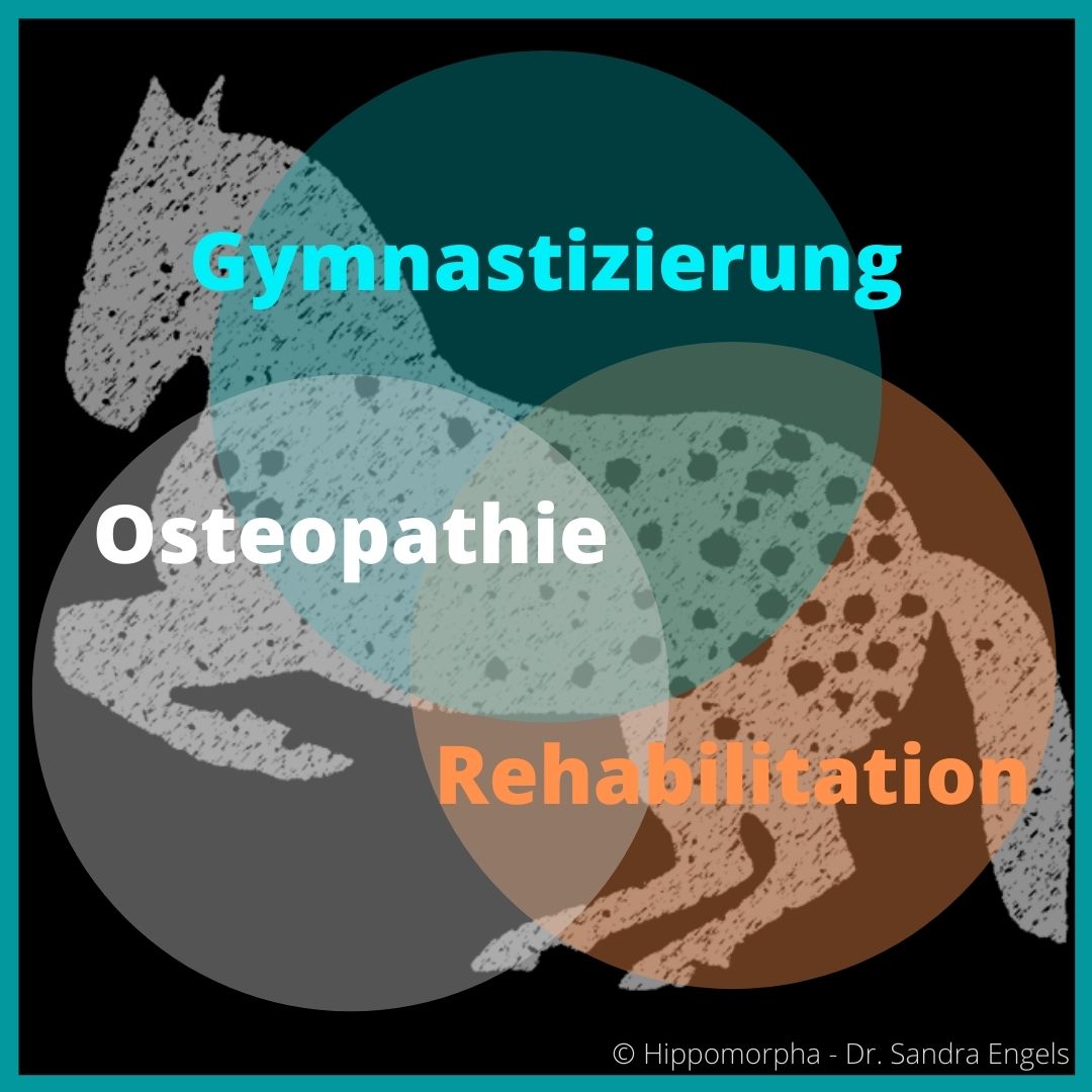 Hippomorpha – Hippomorpha – Dr. Sandra Engels